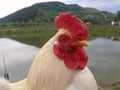 Free image of Closeup of a white hen
