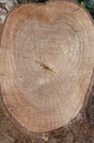 Free image of tangential cut wood grain