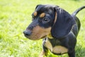 Dachshund Dog Valentine Card Free Stock Photo - Public Domain Pictures