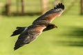 Free image of Hawk soaring overhead