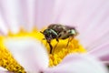 Professional Micro Bee Stock Photos - Public Domain Pictures - Page 1