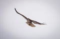 Free image of Hawk soaring overhead