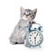 Adorable Kitten with Alarm Clock Stock Photo - Image of pedigreed ...