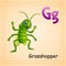Animals Alphabet: G is for Grasshopper Stock Vector - Illustration of ...