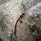 Ants carrying a heavy load stock photo. Image of rocks - 177652844