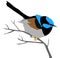 Blue Wren Stock Illustrations – 251 Blue Wren Stock Illustrations ...