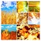 Autumn nature collage stock photo. Image of beautiful - 21357416
