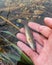 Baby Tench, Tinca Tinca, on the Hand Stock Photo - Image of encounter ...