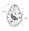Balantidium Coli Hand Drawn Vector Diagram Stock Illustration ...