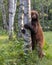 Bear hugging a tree stock image. Image of hungry, brown - 238819353