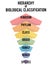 Biological Classification System Stock Illustrations – 80 Biological ...