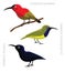 Bird Sunbird Set Cartoon Vector Illustration Stock Vector ...