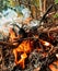 Bonfire on a Cold Afternoon Stock Image - Image of soil, woodland ...