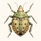 Symmetrical Compositions: Beetle Illustrations with Realistic and ...