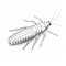 Vintage-style Illustration of Silverfish on White Background Stock ...