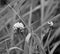 BW Clover, Alsike Clover , Trifolium Hybridum among the Field Grasses ...
