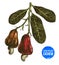 Cashews Tree Stock Illustrations – 235 Cashews Tree Stock Illustrations ...