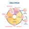 Cell Cycle Stock Illustrations – 4,216 Cell Cycle Stock Illustrations ...