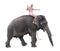 Cheerful Mahout Rides on an Elephant Stock Photo - Image of hand, gray ...