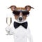 Cheers dog stock photo. Image of cocktail, glasses, celebrate - 29347996