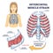 Simple Chest Diagram Lungs Stock Illustrations – 72 Simple Chest ...