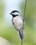 Chickadee on a wire stock photo. Image of green, black - 16711836