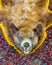 Cinnamon bear rug stock photo. Image of inside, indoors - 26179046