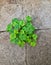 Clover Plant with Good Luck Myth Stock Image - Image of sand, clover ...