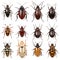 A Group of Bugs on a White Background Stock Illustration - Illustration ...