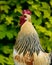 Cockerel crowing stock image. Image of strong, northumberland - 41940563