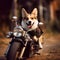 Corgi Riding a Motorcycle. Generative AI Stock Photo - Image of vehicle ...