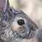 Cottontail Rabbit Closeup of Eye Stock Photo - Image of cottontail ...