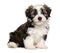 Cute Sitting Silver Sable Havanese Puppy Dog Stock Image - Image of ...