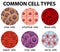 Diagram of Common Cell Types Stock Vector - Illustration of organism ...