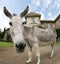 Donkey house stock photo. Image of fisheye, creature, summer - 2777280