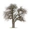 Dry Apple Tree stock image. Image of tree, unique, bare - 8818343