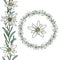 Edelweiss Flower Stock Illustrations – 1,572 Edelweiss Flower Stock ...