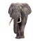 Elephant Walking Front View Stock Photo - Image of herbivore, maximus ...