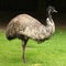 Emu stock image. Image of single, feathers, wild, endangered - 11624891