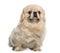 Fat Pekingese Sitting (1 Year Old) Stock Photo - Image of purebred ...