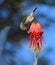 A Female Double Banded Sunbird. Stock Image - Image of banded, blossom ...