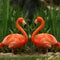 Flamingo love talk stock photo. Image of date, pink, avian - 3161290