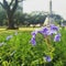 Forget Me Not Flower View on Rizal Park Stock Image - Image of flower ...