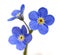 Forget-me-not Victoria Blue Flower Isolated on White Stock Image ...