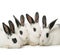 Four rabbits stock image. Image of close, pretty, detail - 4198479