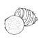 Freehand Drawing Illustration Vegetable Taro. Stock Illustration ...