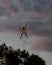 Gnarly stock photo. Image of clouds, sunset, spider - 125130276