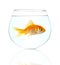 Gold small fish stock image. Image of blue, abundance - 2700087