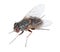 Gray hairy disgusting fly stock photo. Image of cutout - 15645476