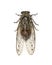 Grey Cicada, isolated stock photo. Image of insect, background - 221592252